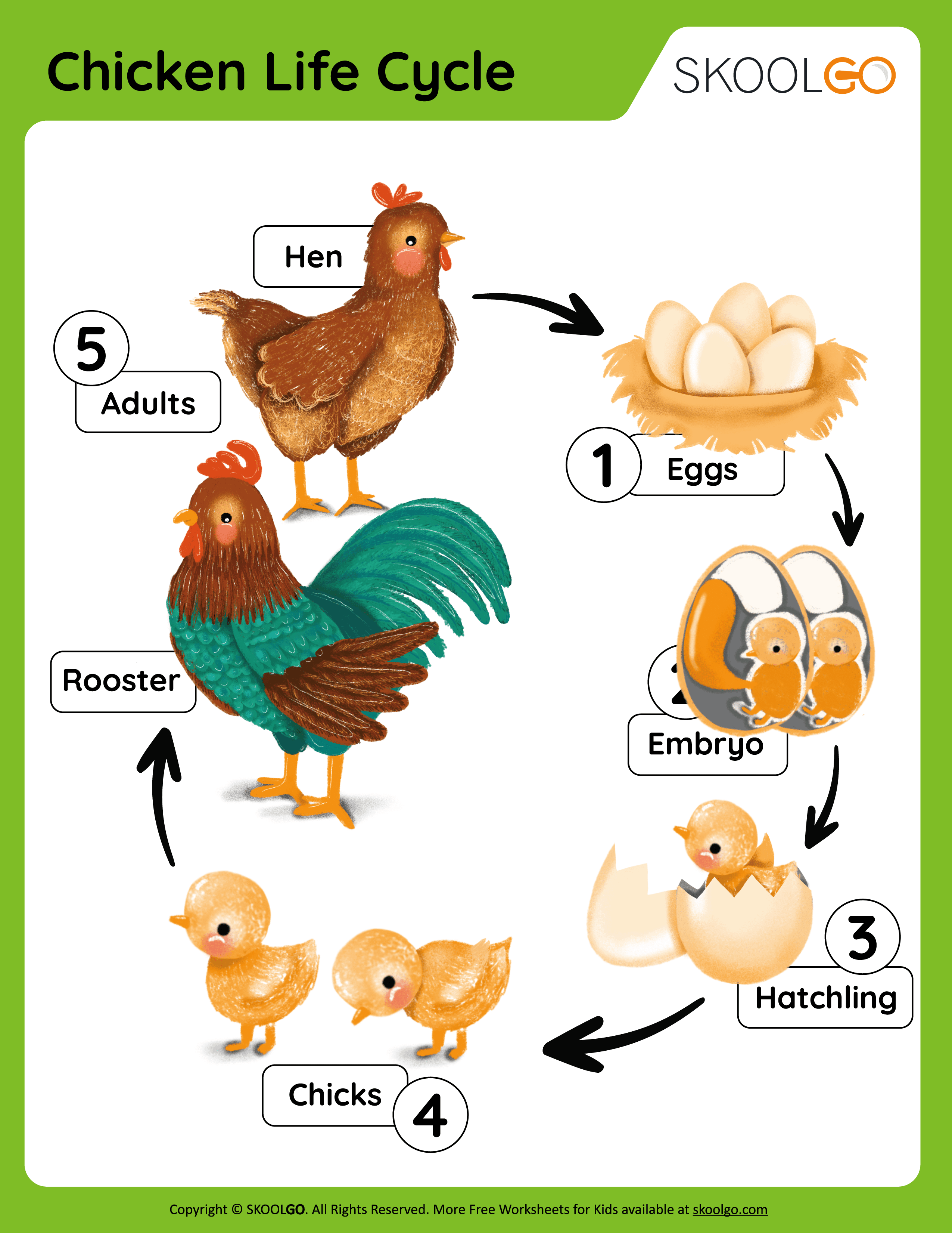 Life Cycle Of A Chicken Worksheet