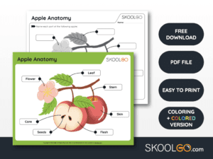 Apple Anatomy - Free Worksheet - SKOOLGO