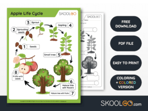 Apple Life Cycle - Free Worksheet - SKOOLGO