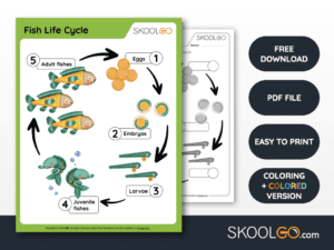 Fish Life Cycle - Free Worksheet - SKOOLGO