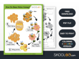 How Do Bees Make Honey? - Free Worksheet - SKOOLGO