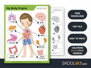 My Body Organs - Free Worksheets - SKOOLGO