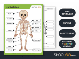 My Skeleton - Free Worksheet - SKOOLGO