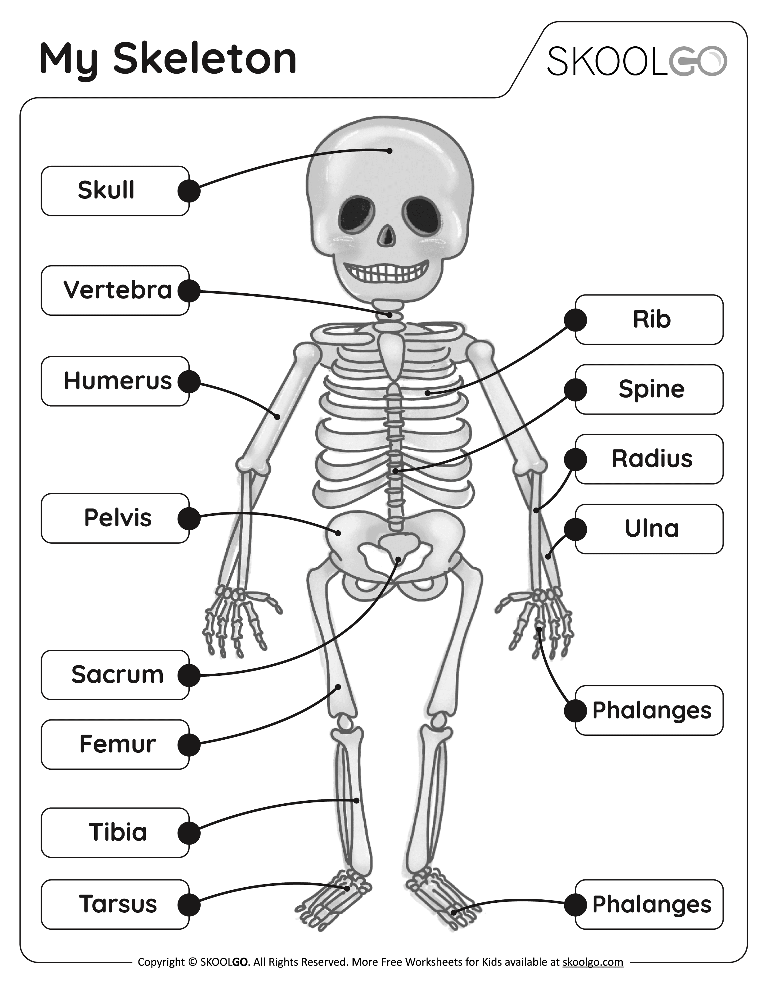My Skeleton Free Worksheet SKOOLGO
