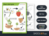 Plant Life Cycle - Free Worksheet - SKOOLGO