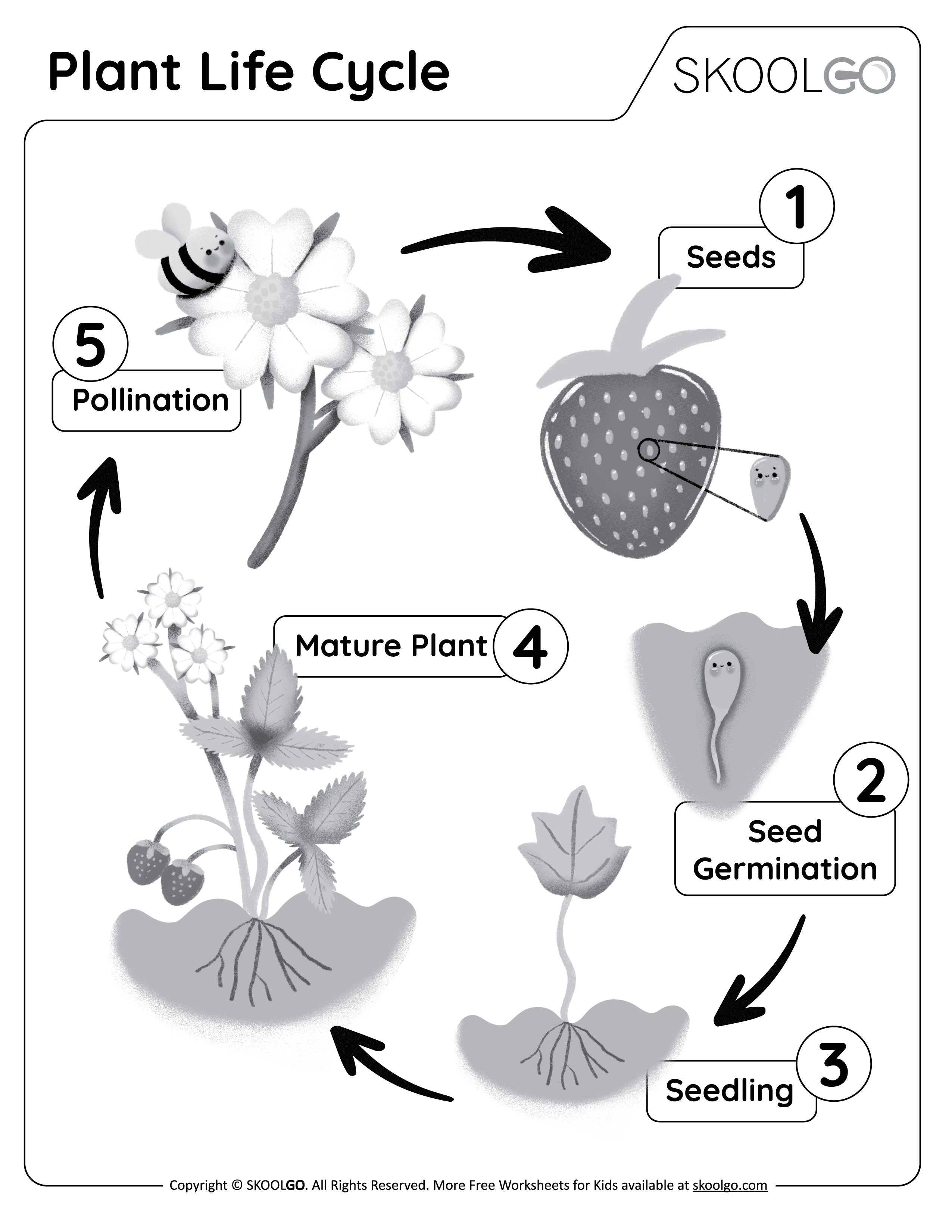 Free Plant Life Cycle Worksheet Printables Printable Plants Need