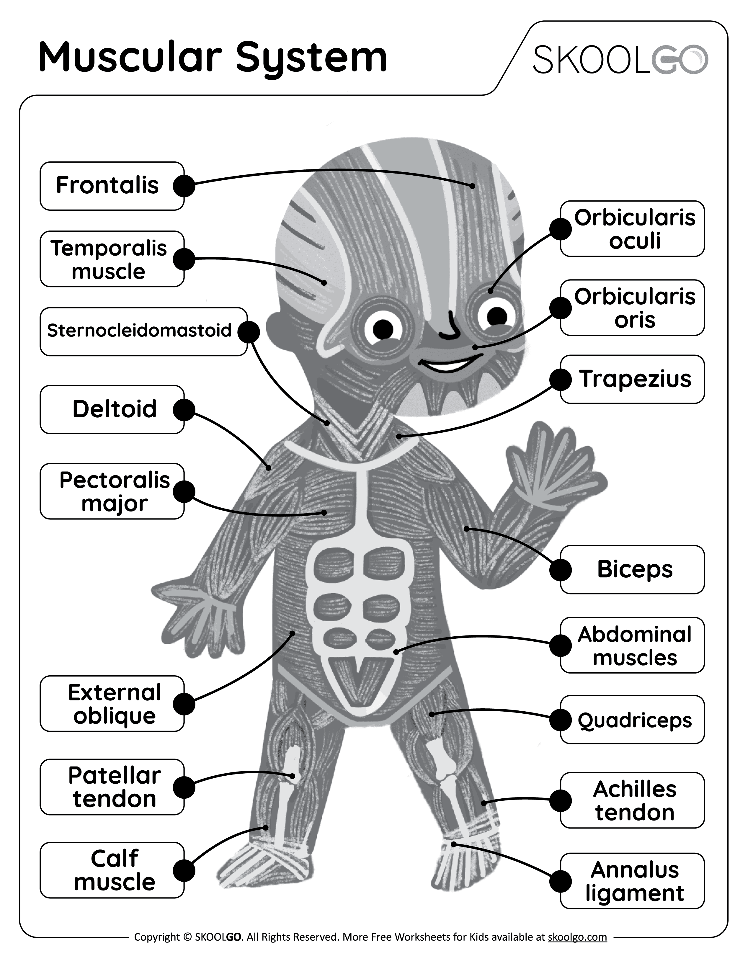 Muscular System Free Worksheet For Kids SKOOLGO