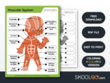 Muscular System - Free Worksheet for Kids - SKOOLGO