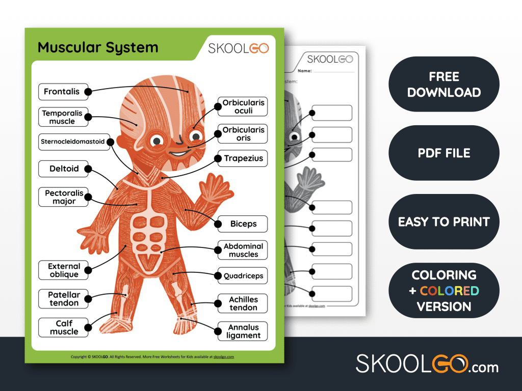 My Skeleton Free Worksheet SKOOLGO