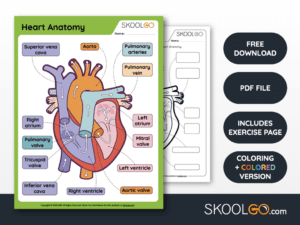 Heart Anatomy - Free Worksheet for Kids - SKOOLGO