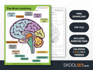 The Brain Anatomy - Free Worksheet for Kids - SKOOLGO