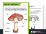 Free Mushroom Parts Worksheet – Fun & Educational for Kids