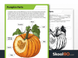 Free Printable Pumpkin Parts Worksheet - SKOOLGO