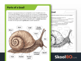Snail Anatomy Printable Worksheet for Grades 2-4 Science
